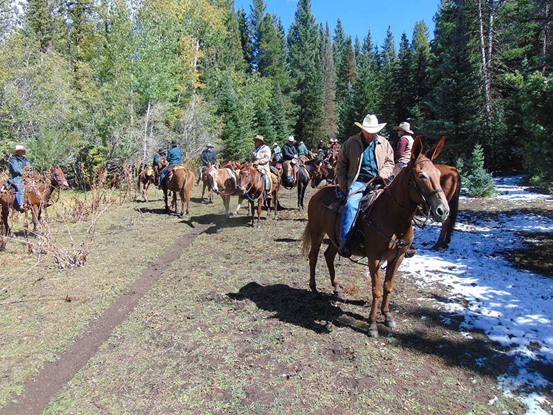 Colorado Mule Riders | Mules, Mountains and Men