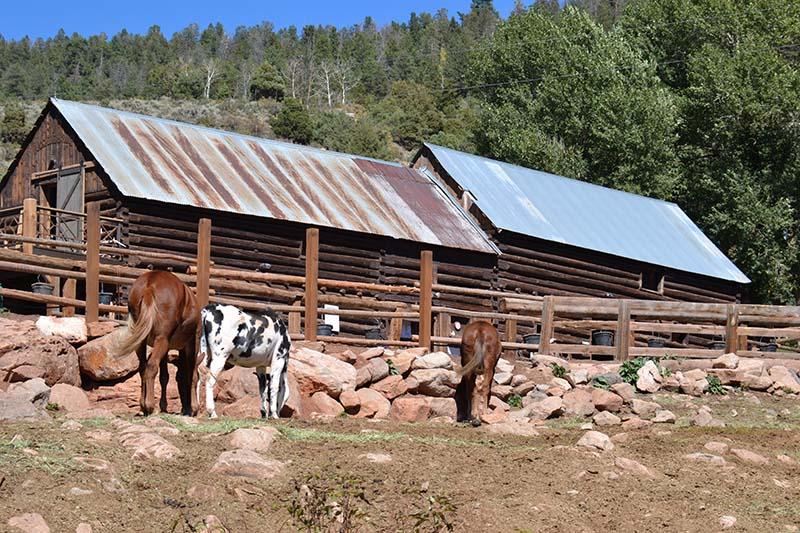 Colorado Mule Riders