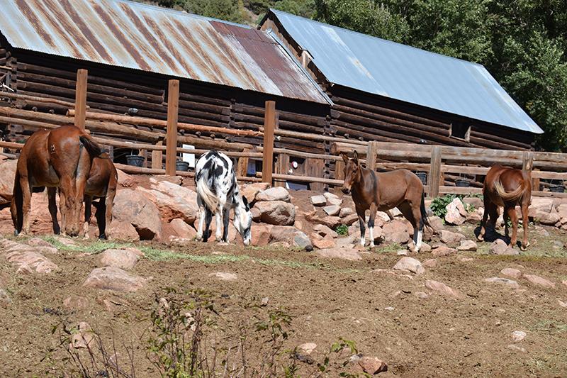 Colorado Mule Riders