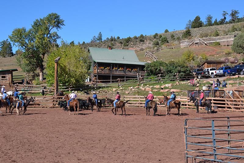 Colorado Mule Riders | Mules, Mountains and Men