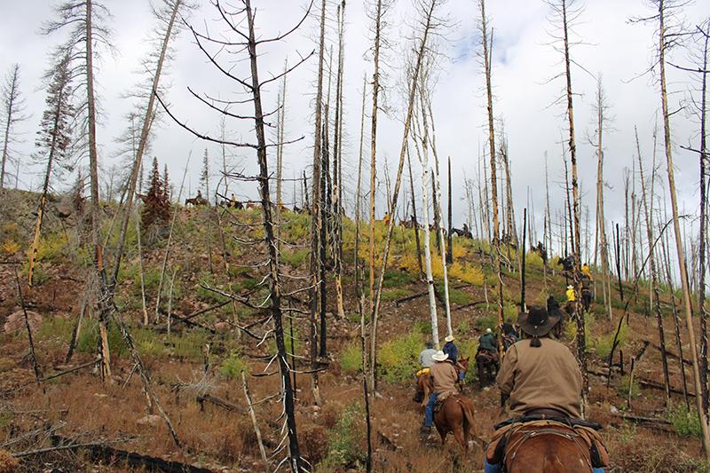 Colorado Mule Riders | Mules, Mountains and Men